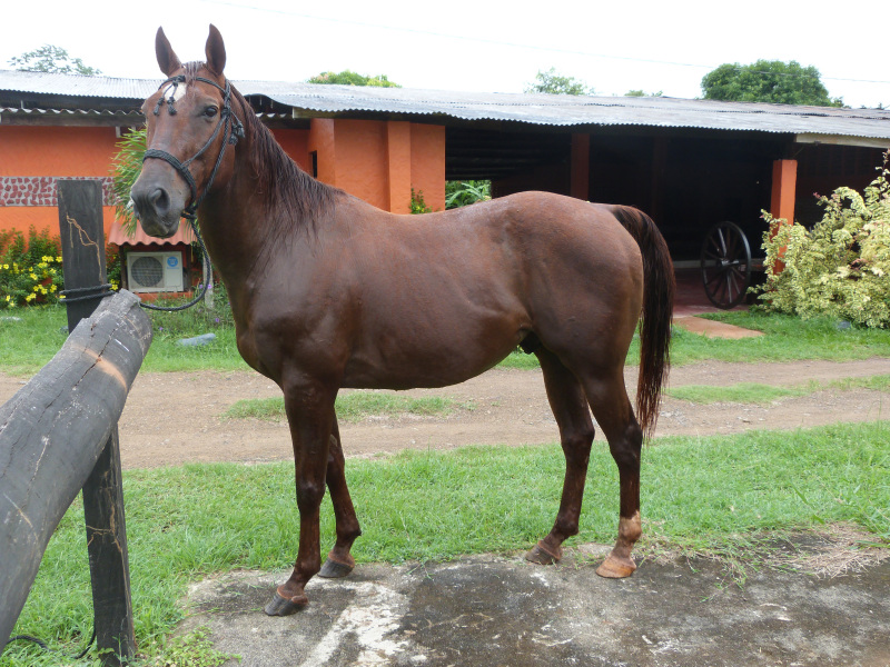 Caballos | Hacienda Los Gavilanes